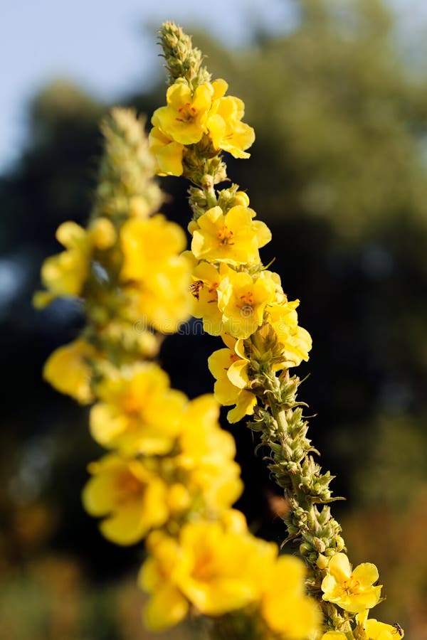 Wild flower mullein stock image. Image of green, ecology - 75975193