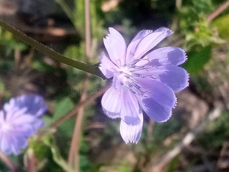 Wild flower in pakistan stock photo. Image of lilac - 243344786
