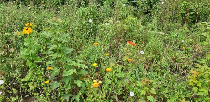 Wild flower patch stock image. Image of shrub, meadow - 253099343