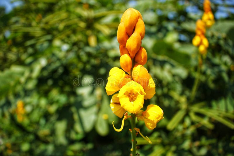 Wild Flower People at Indonesia Named & X22;kaskado& X22; Stock Photo ...