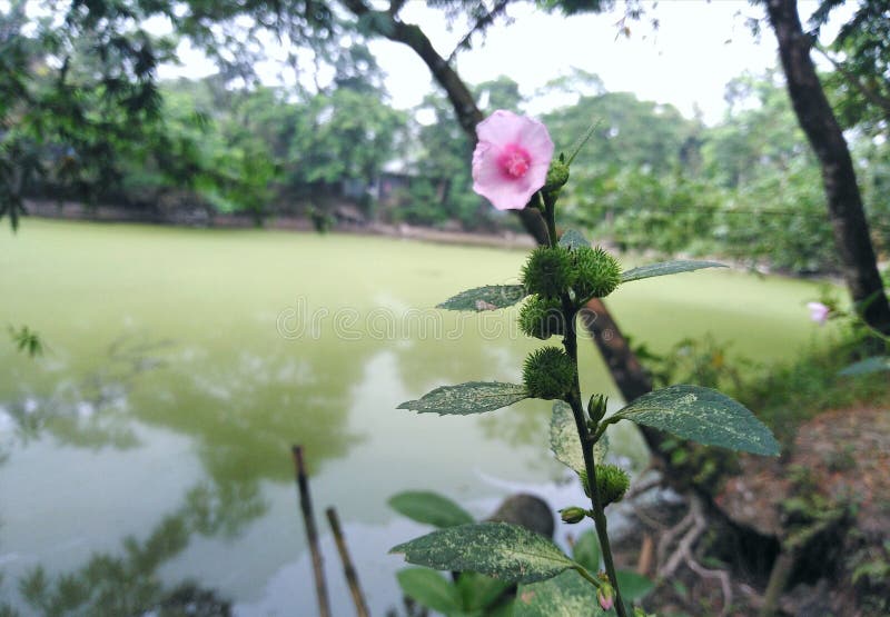 Wild Flower stock photo. Image of riverside, pond, river - 156840404