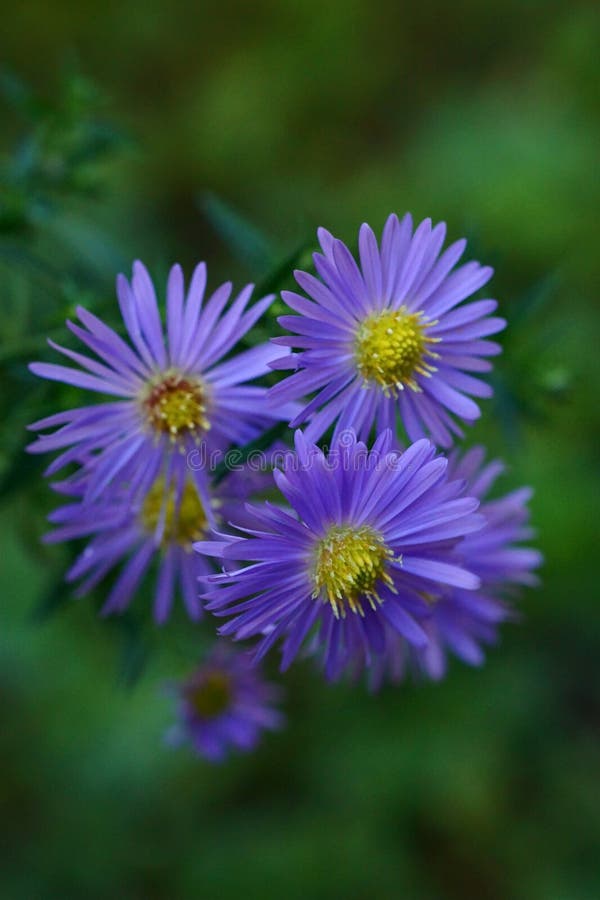 Wild Flower, Purple Prairie Aster - Aster Amellus Stock Image - Image ...