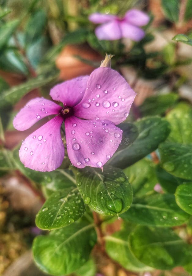 Purplish Pink Lavender Flowers Photographed in Nyon Stock Image - Image ...