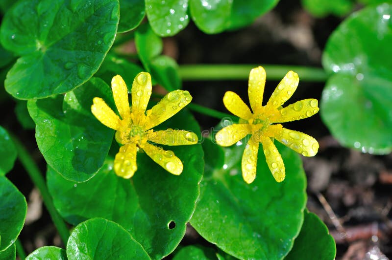 Rain Drops on Shamrock Leaves Stock Image - Image of light, fields: 844793