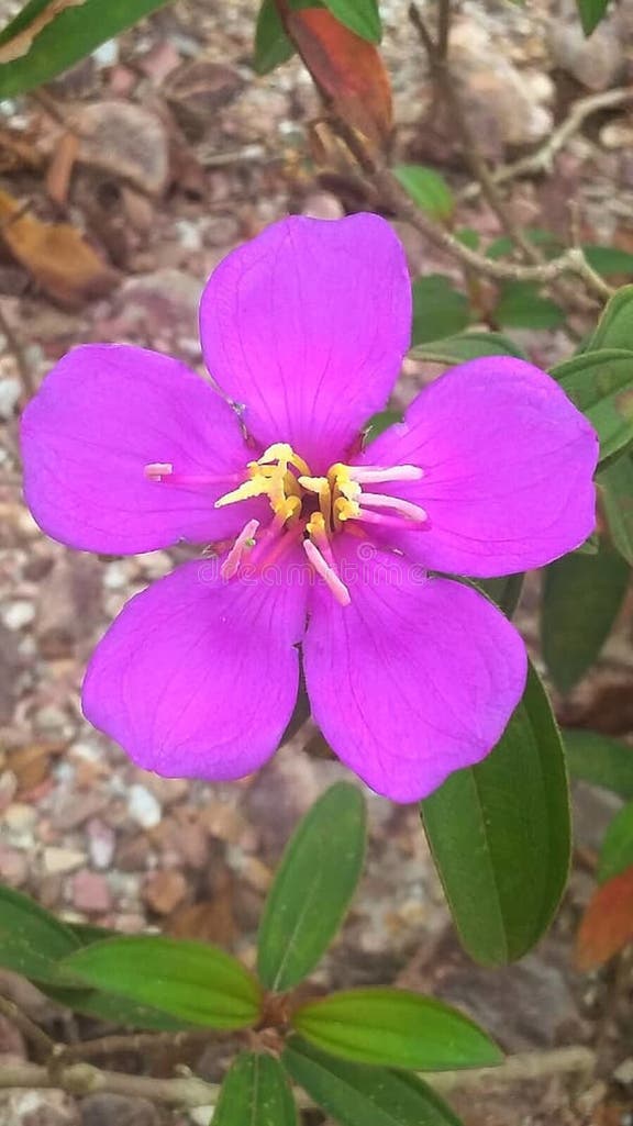 Wild Flower stock image. Image of wild, life, random - 233069585