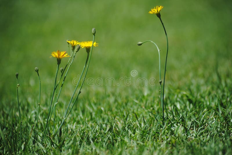 Wild flower stock photo. Image of meadow, wildflower - 353642960
