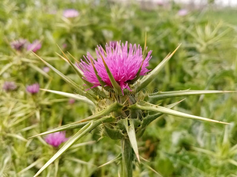 Wild Flower with Some Beautiful Pink Colour Stock Image - Image of ...