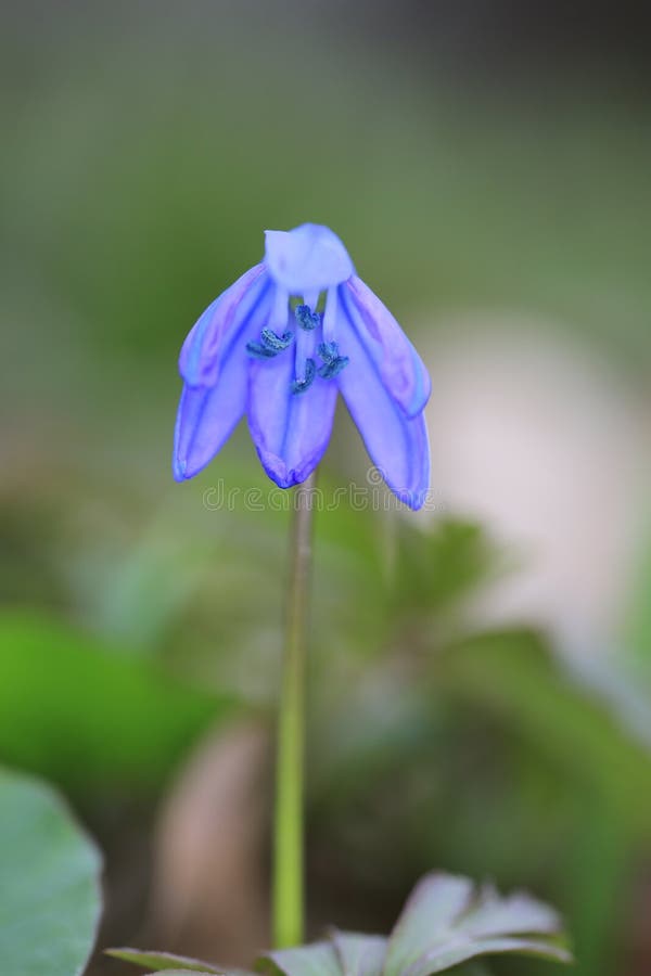 Wild flower in spring time stock photo. Image of ornamental - 142882854