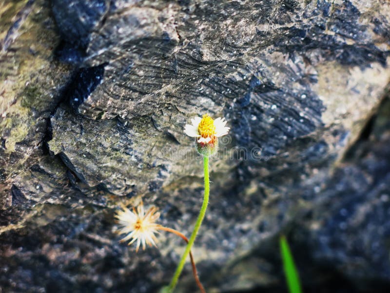 Wild flower on stone stock image. Image of stone, flower - 98197043