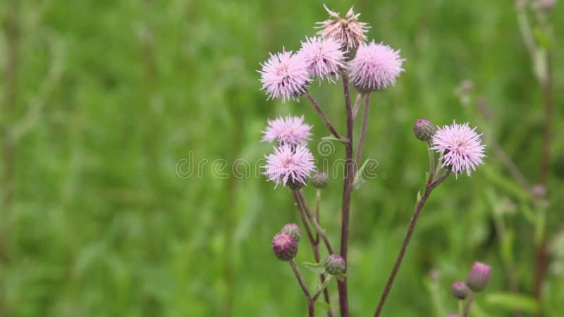Wild Flower Sways on Wind among Grass, Closeup Stock Footage - Video of ...