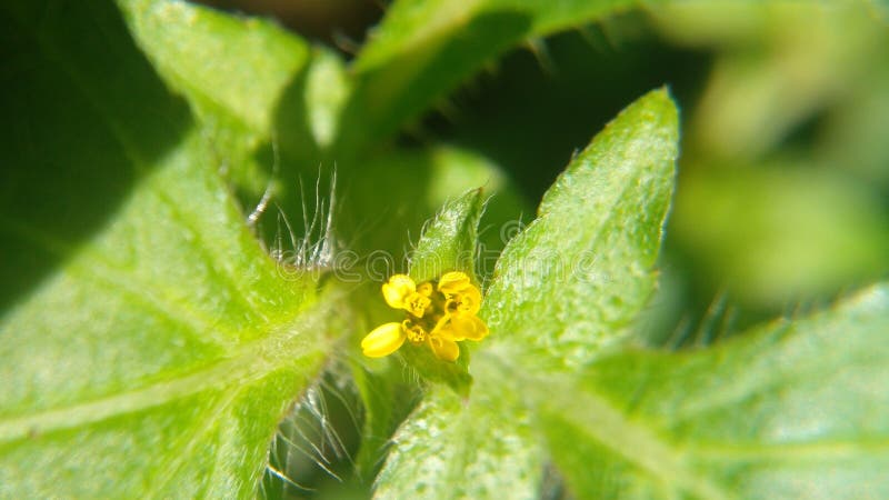 The Wild Flower in Wednesday Morning Stock Photo - Image of wild ...