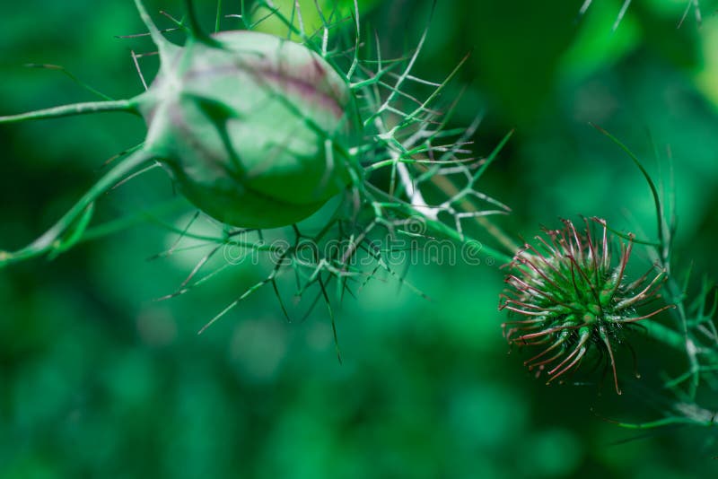 Wild Flower or Weed with Spikes Stock Image - Image of scotland ...