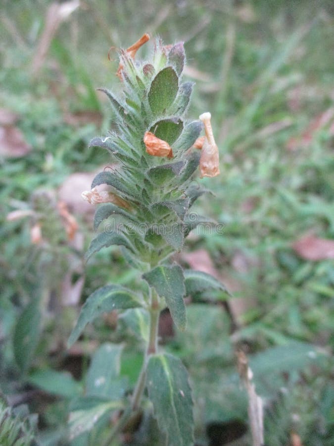 Wild flower stock image. Image of produce, flower, leaf - 254275985