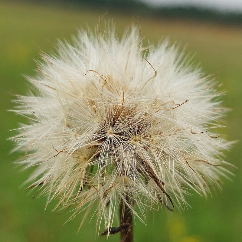 Plant with pappus stock image. Image of flowering, soft - 275078339