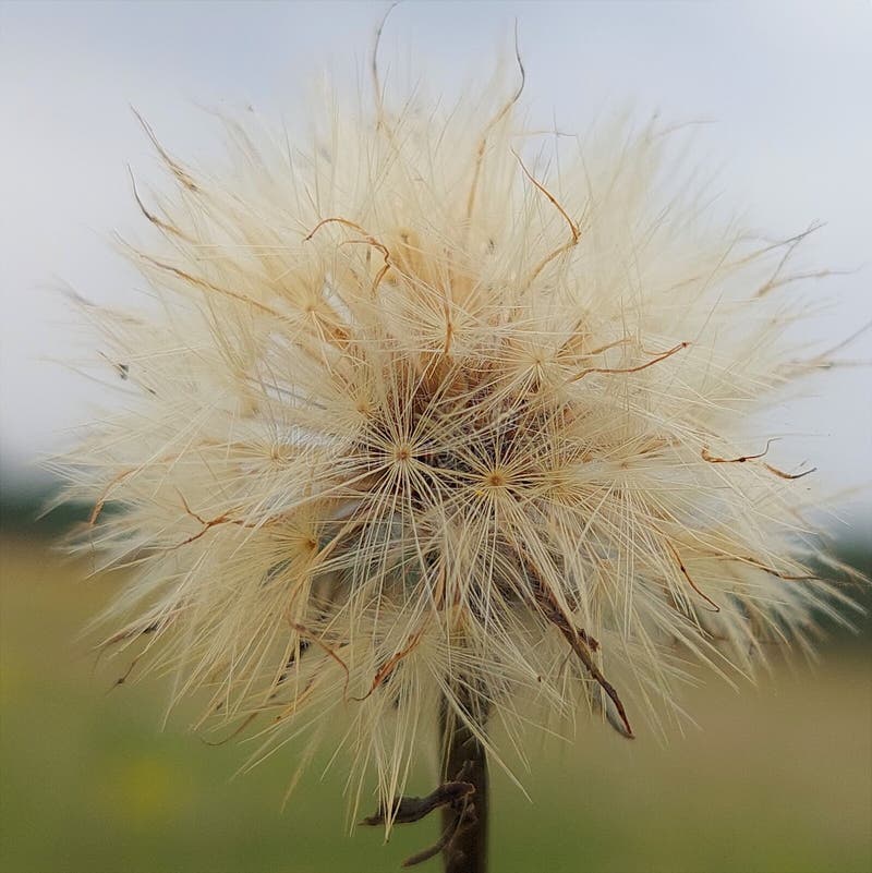 Plant with pappus stock photo. Image of plant, flowering - 275078374
