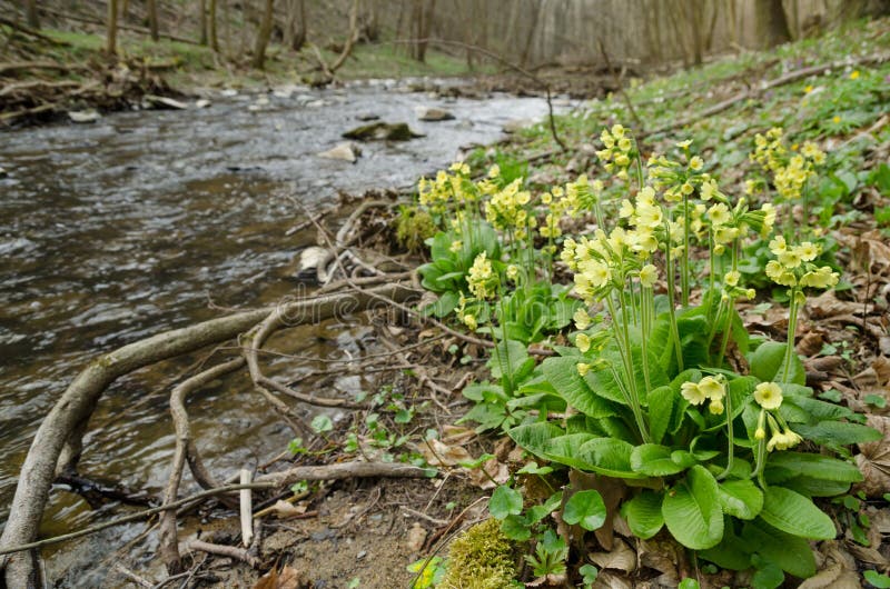 Wild Flowering Primrose in the Forest Stock Photo - Image of wild, herb ...
