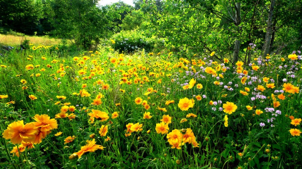 7,878,686 Wild Nusty Stock Photos - Free & Royalty-Free Stock Photos ...