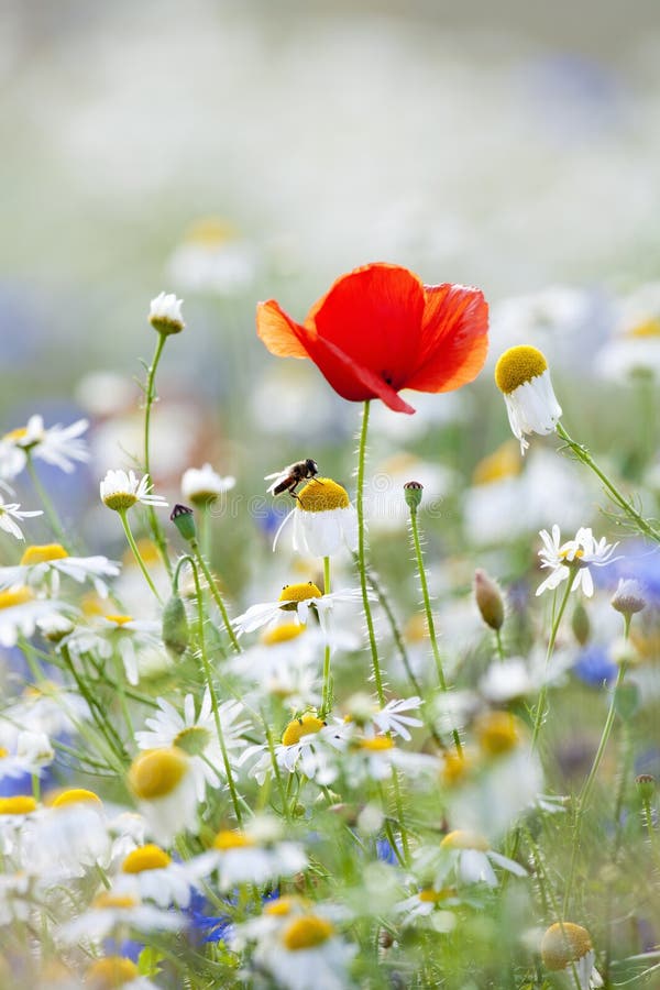 Wild flowers stock photo. Image of country, outdoor, flowers - 23054024