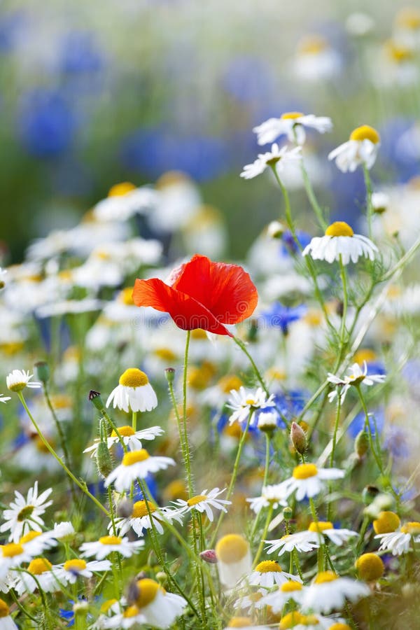 Wild flowers stock photo. Image of country, outdoor, flowers - 23054024