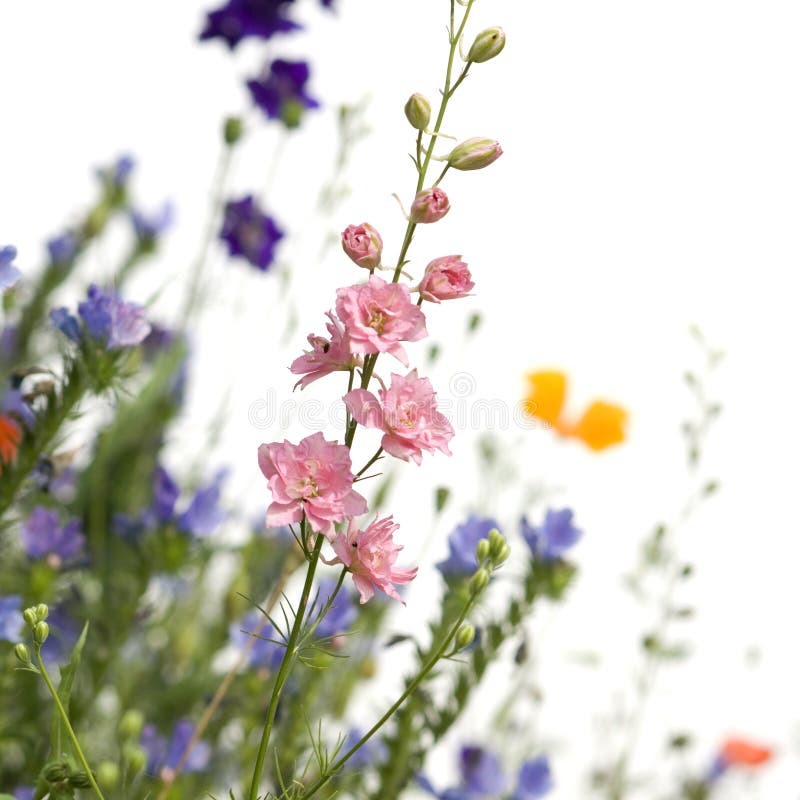 Sunset in Horizon Covering Field of Wild Flowers Stock Photo - Image of ...
