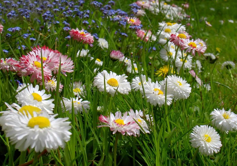 Wild Flowers on Alberta Prairie Stock Image - Image of blooming, canada ...