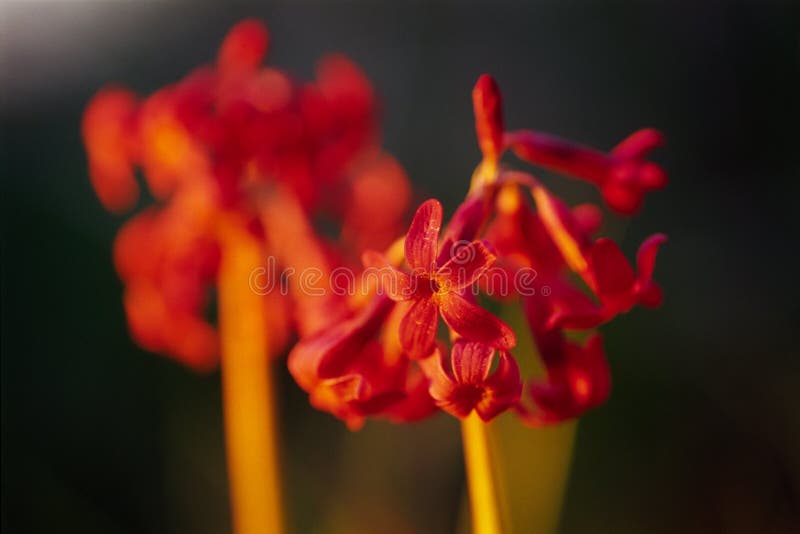 Primula Maximowiczii Stock Photos - Free & Royalty-Free Stock Photos ...