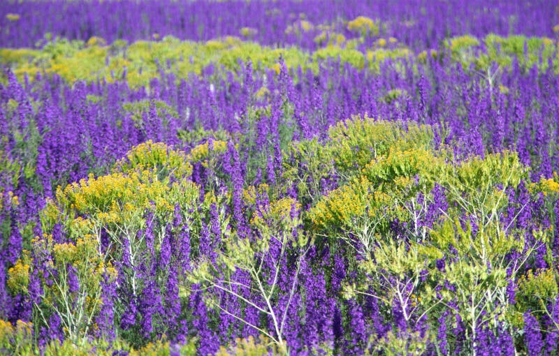 Wild flowers stock photo. Image of wild, colors, background - 9149886