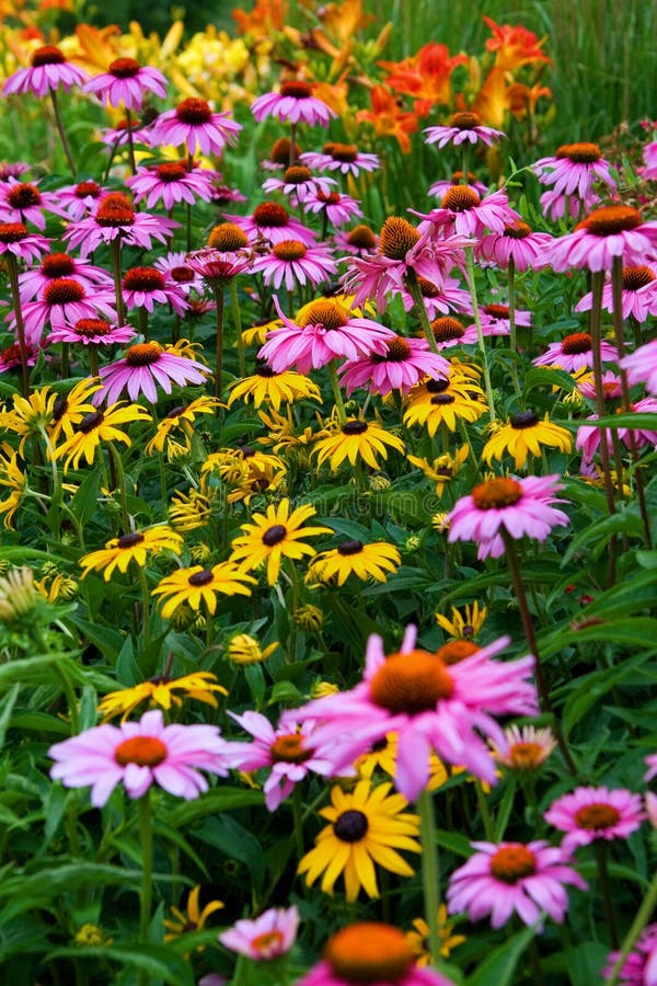 Wild Flowers stock image. Image of texture, pretty, focus - 976991
