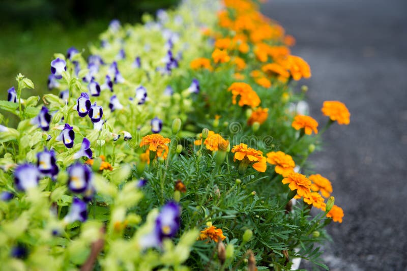 Yellow Flowers and Stone Path Stock Image - Image of stones ...