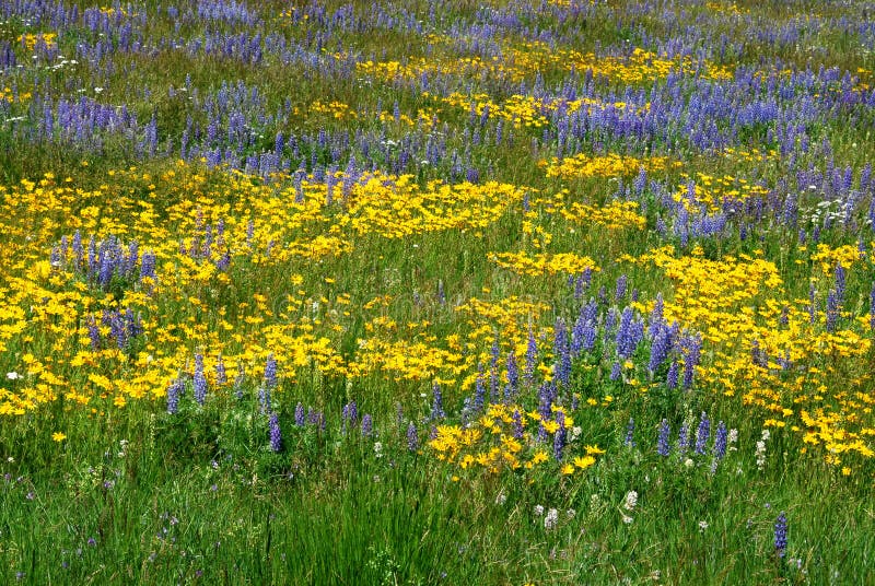 41+ Prairie wild flowers Free Stock Photos - StockFreeImages