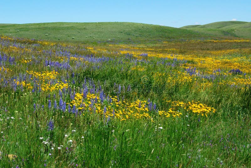 41+ Prairie wild flowers Free Stock Photos - StockFreeImages