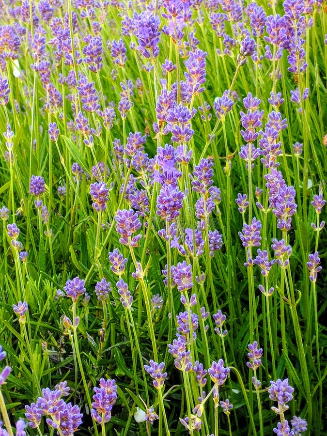 Flowers stock photo. Image of colorized, plants, flowers - 119164398