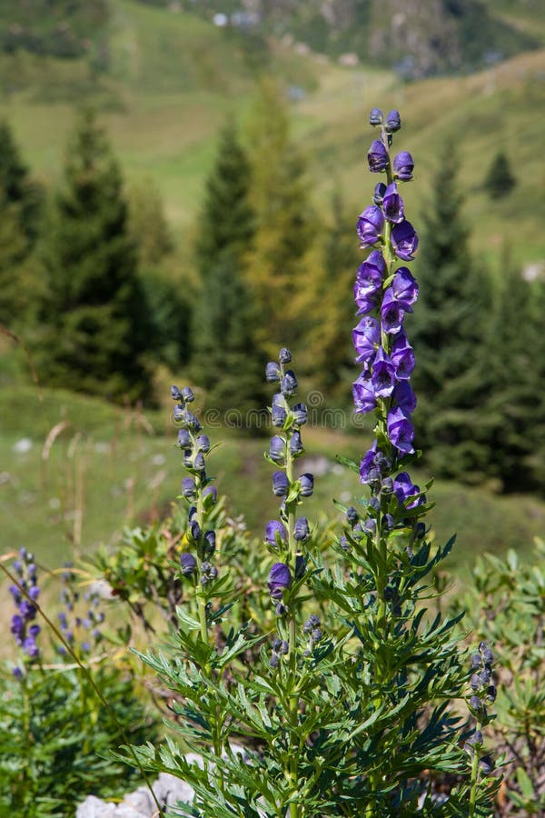 Flowers of the Alps stock image. Image of alpine, backpack - 56631279
