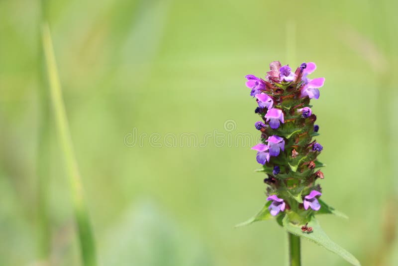Wild Flowers Bloom in Spring Season in Green Nature Stock Photo - Image ...