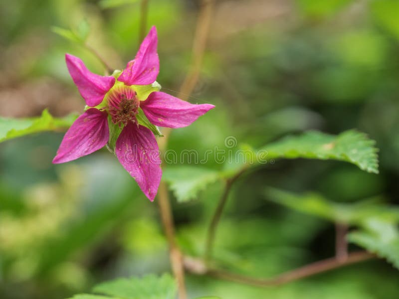 Wild Flowers Blooming in the Forest Stock Photo - Image of flowers ...