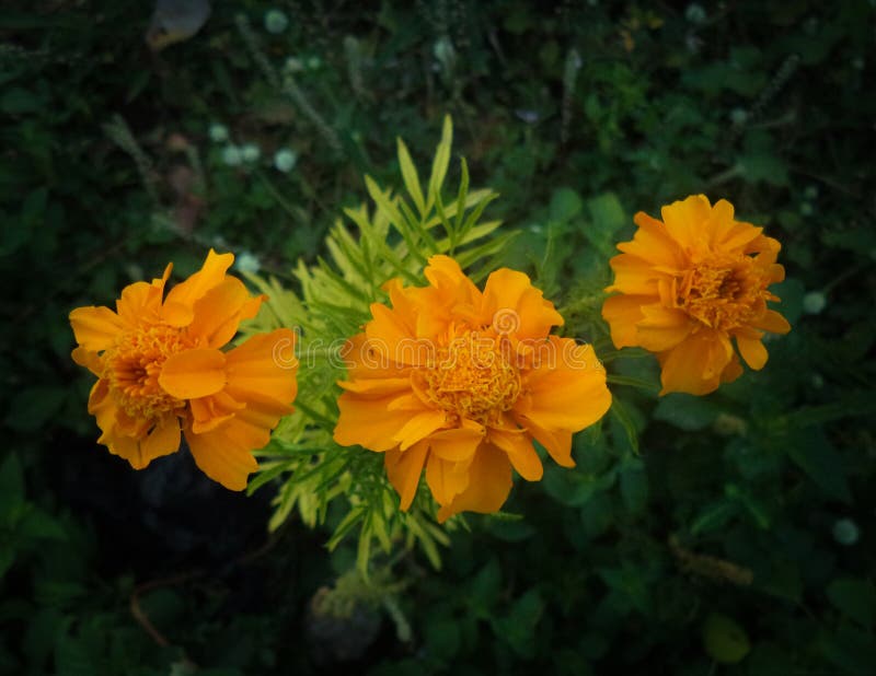 Wild Flowers Blooming by the Roadside Stock Photo - Image of field ...