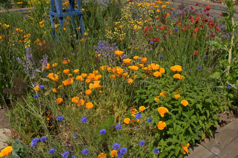 Wild Flowers Blooming in Spring Stock Image - Image of cultivation ...