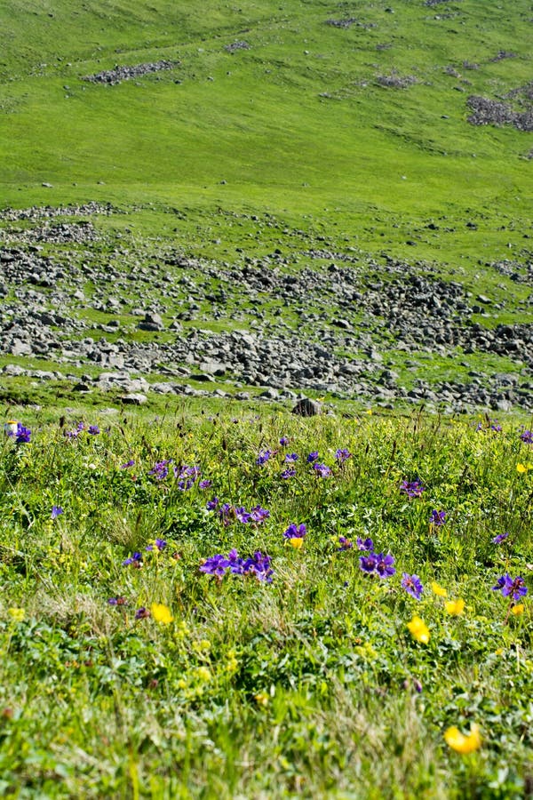 Wild Flowers Blooming in Wilderness Stock Image - Image of outdoors ...