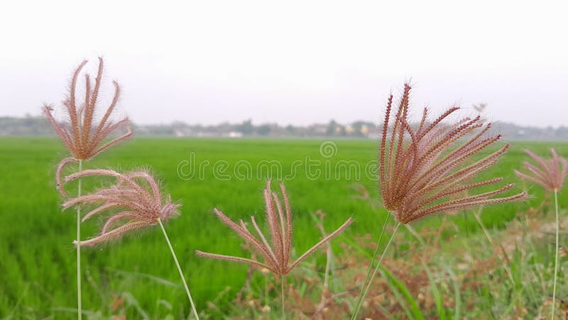 Wild Flowers Blowing in the Wind on the Edge of a Rice Fields Stock ...