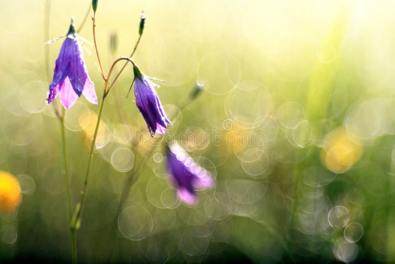 Wild Flowers Bluebells Spring Summer Cute Stock Photo - Image of ...