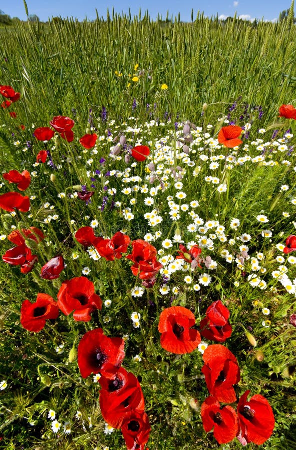 Wild Flowers on Border of Wheatfield. Stock Photo - Image of herbicide ...