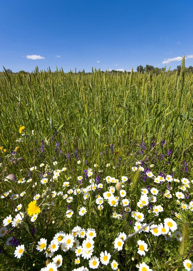 Wild Flowers on Border of Wheatfield. Stock Photo - Image of daisy ...