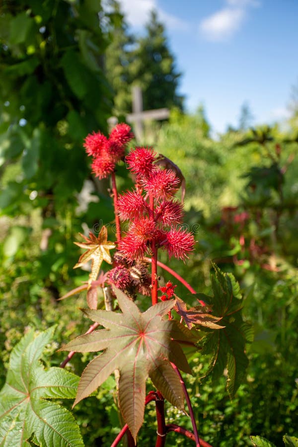 Wild Flowers in a Botanical Garden Stock Photo - Image of flourish ...