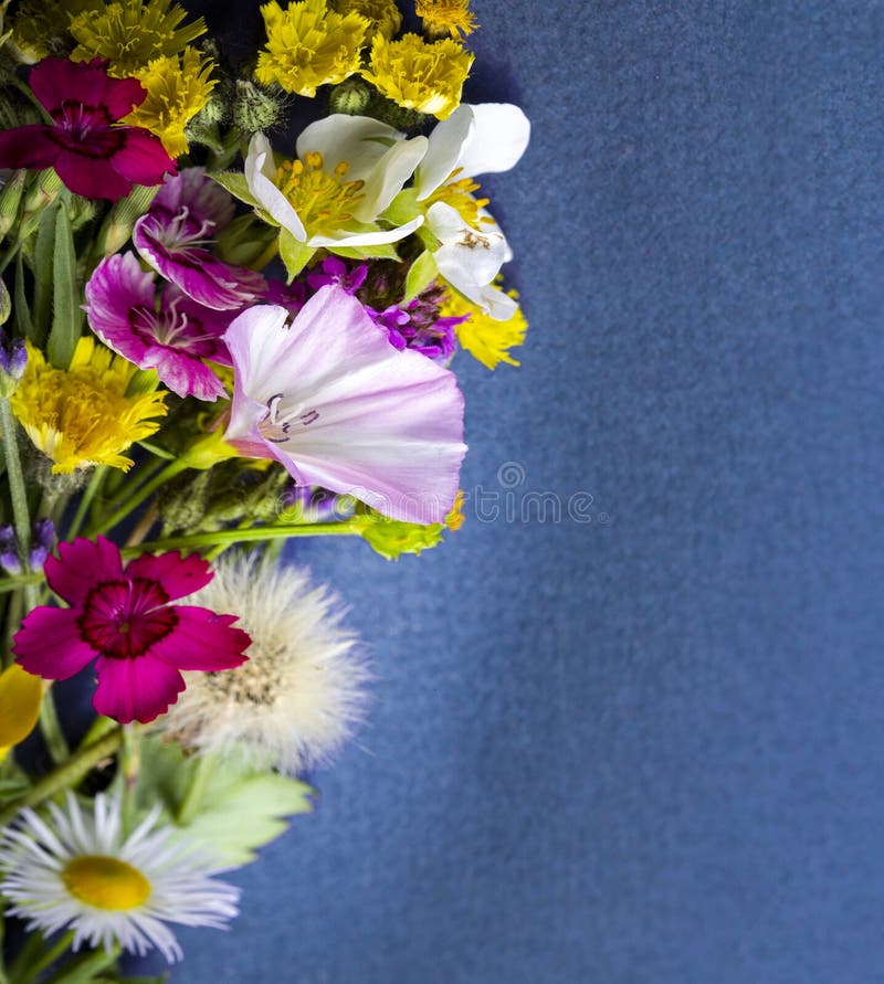 Wild Flowers Bouquet on Blue Background Stock Photo - Image of ...