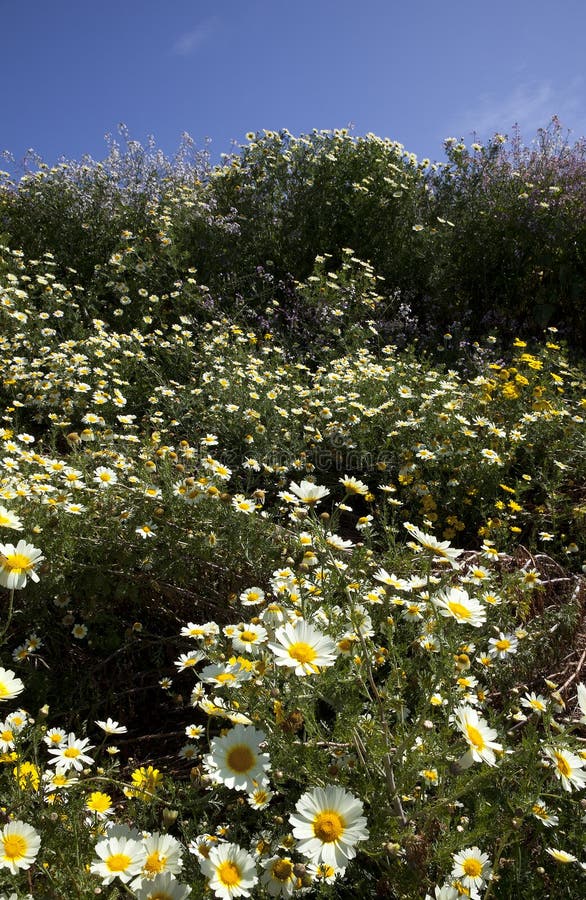 Wild flowers in california stock photo. Image of garden - 35850908