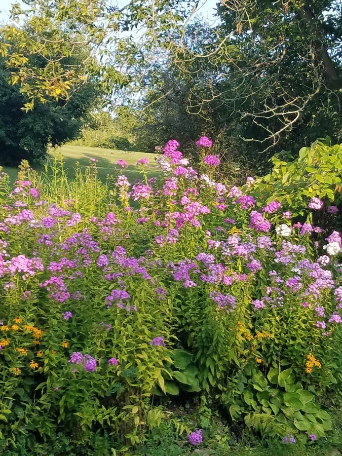 Wild flowers stock photo. Image of colored, landscape - 106105042