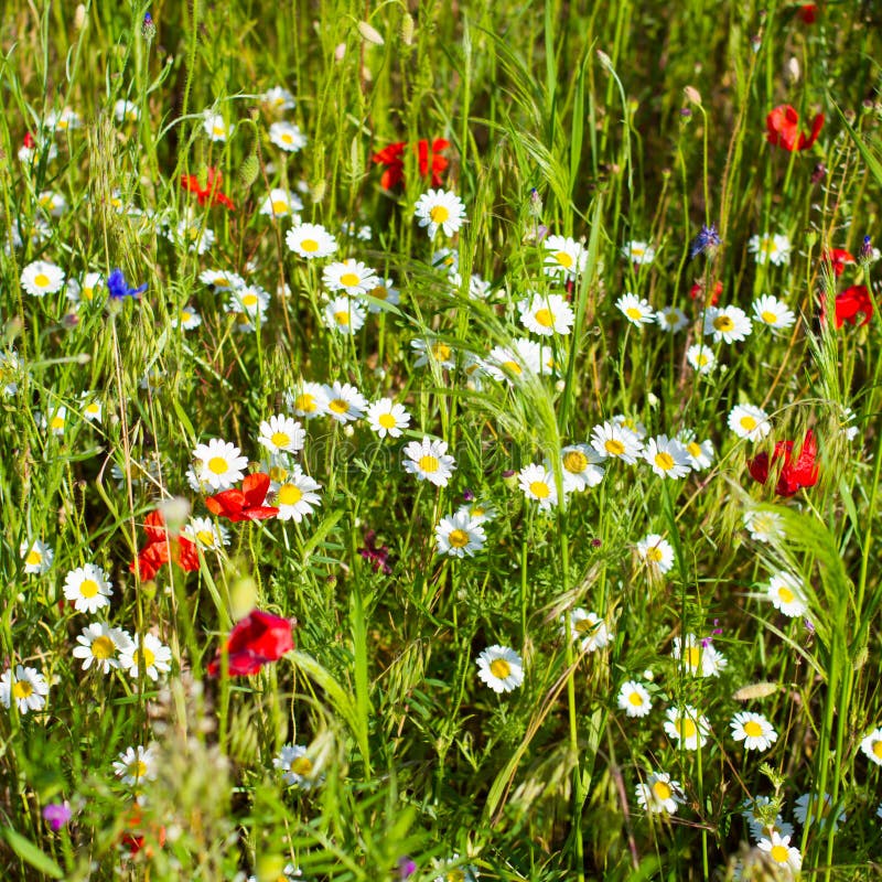 Wild flower meadow stock image. Image of chamomiles, color - 72097623