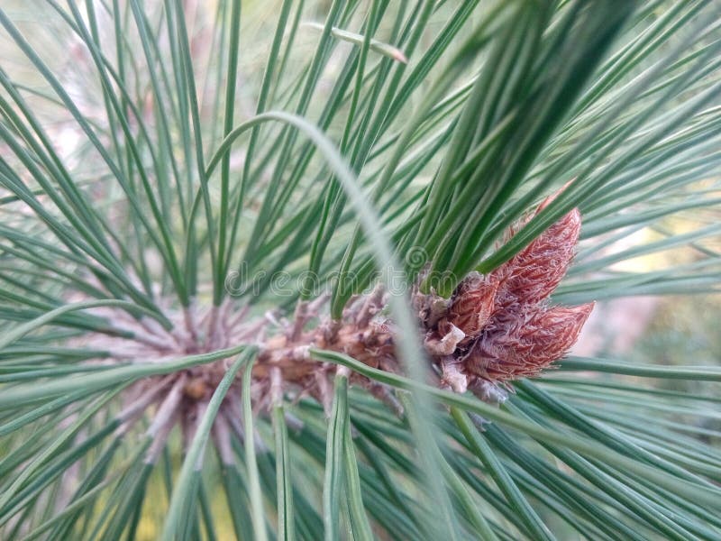 Wild flowers of conifers stock image. Image of beautiful - 84051185