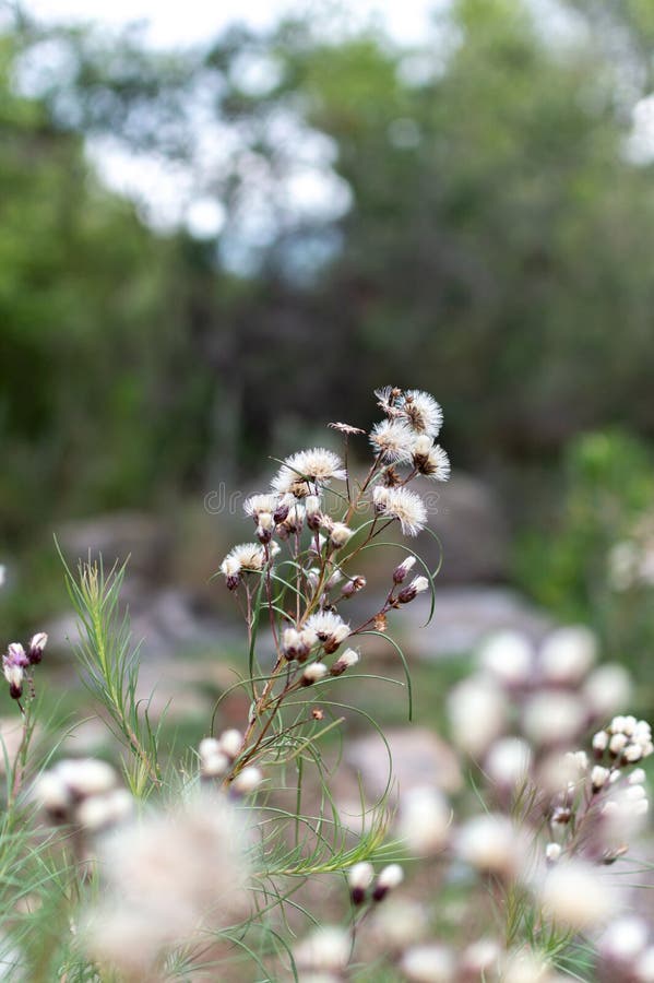Wild Flowers in the Countryside Stock Image - Image of color, plains ...