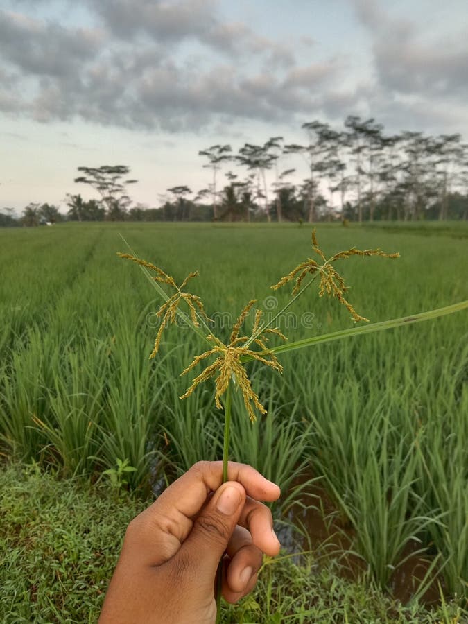 Wild Flowers on the Edge of the Yellow Rice Fields are Being Held by ...